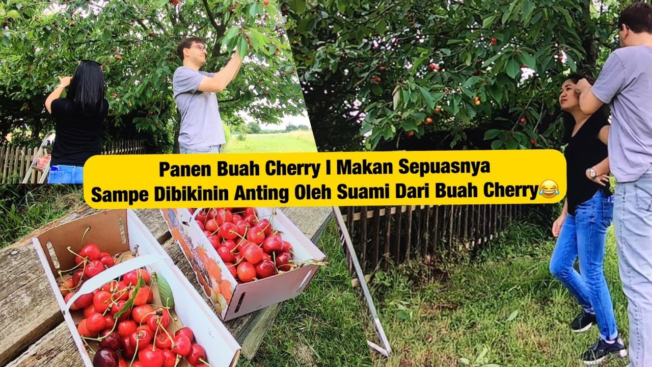 PANEN BUAH CHERRY DI JERMAN BARENG SUAMI BULE UTK DIBAWA KE AUSTRIA I ...