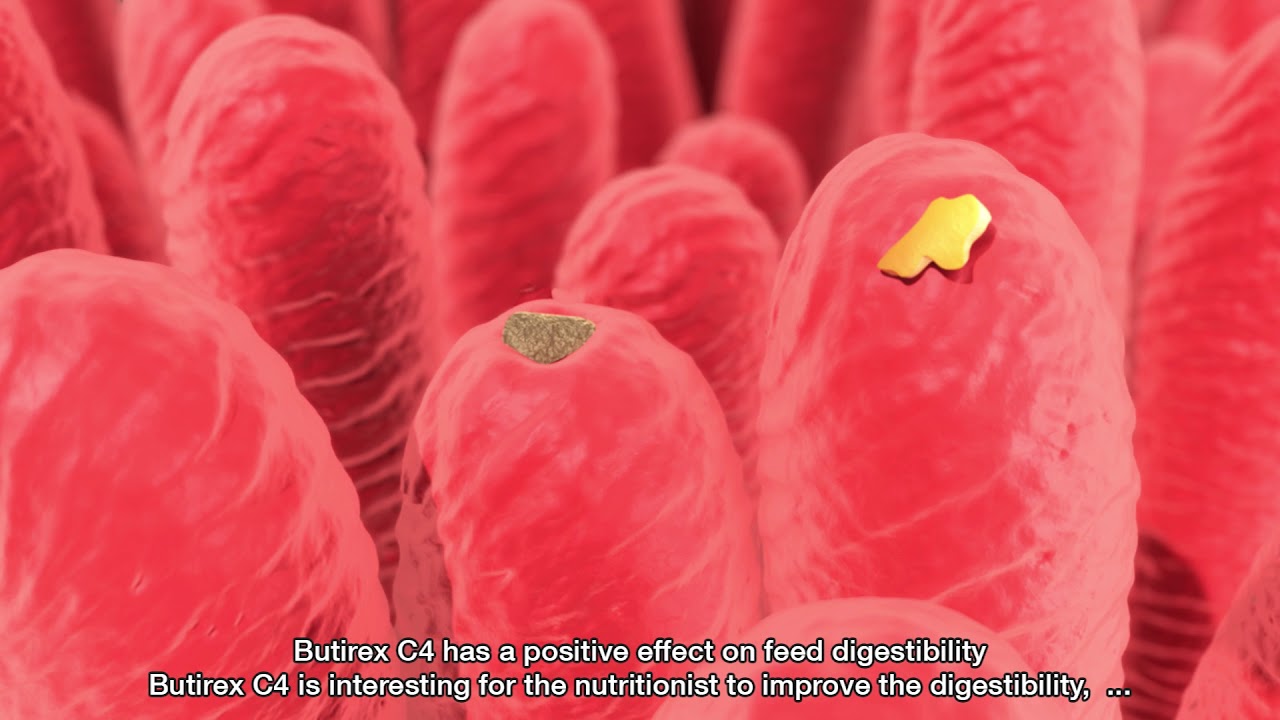 BUTIREX C4 - YouTube