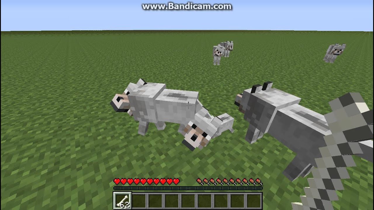 Minecraft:How to tame the wolf - YouTube