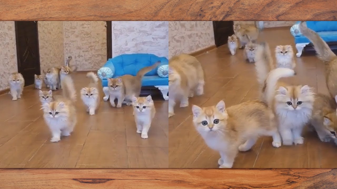 🐈 A Crowd of Cuddly Cats - Cute and Funny Caramel Cats Compilation ...