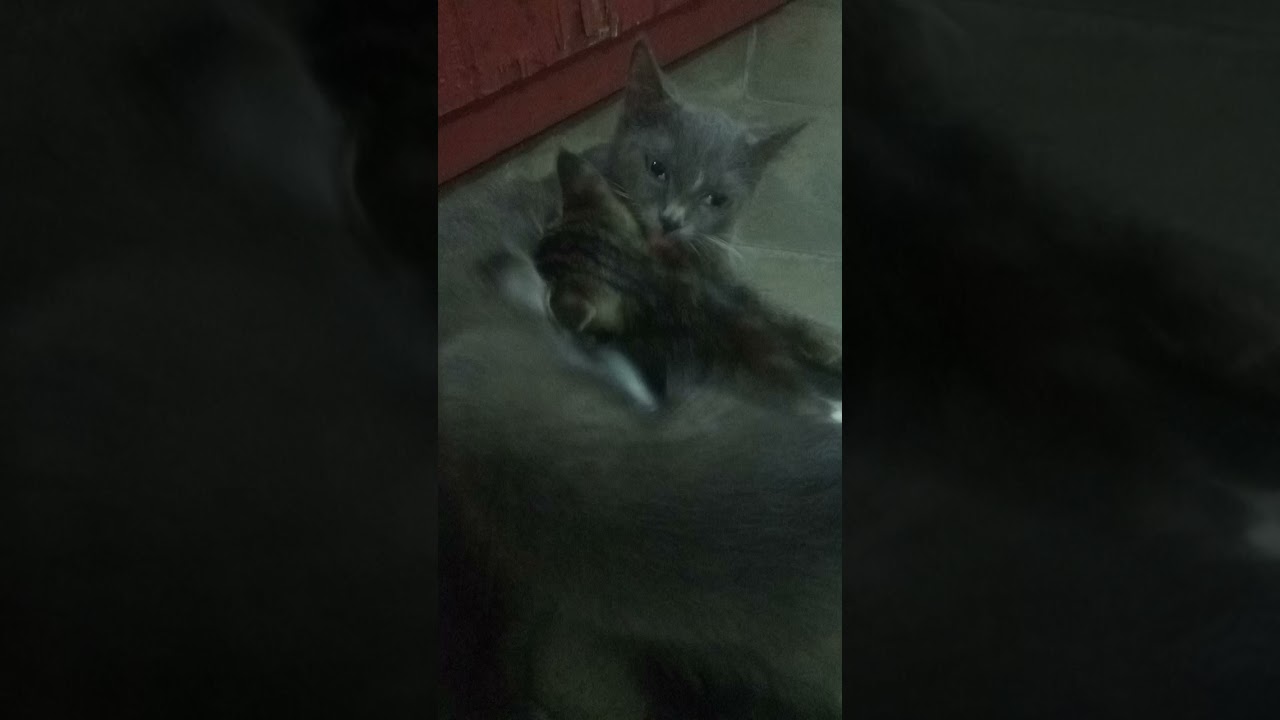 Kucing abu2 - YouTube