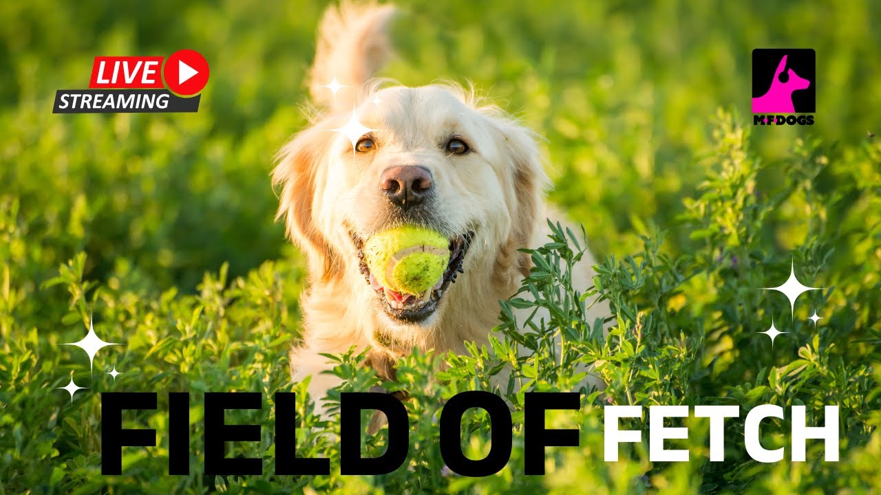 🎾 Field of Fetch – Uplifting Music & Nature Sounds for Happy Dogs 🐾🌾 ...