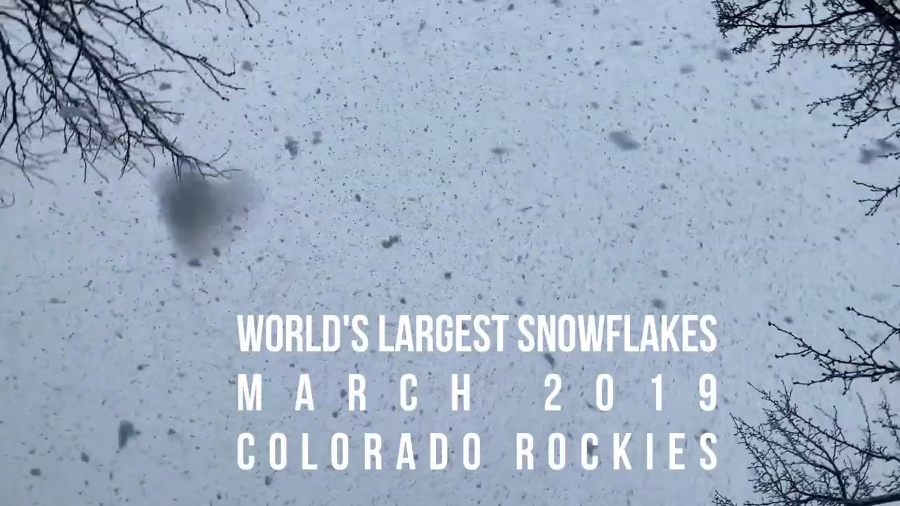 World's Largest Snowflakes Caught on Camera in Colorado Rockies - YouTube