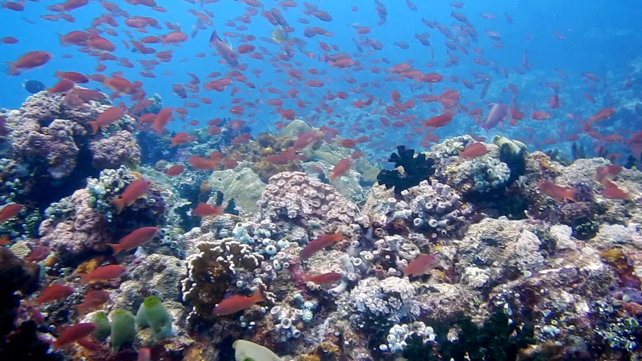 Colorful and noisy reef in Anilao, Batangas, Philippines - YouTube