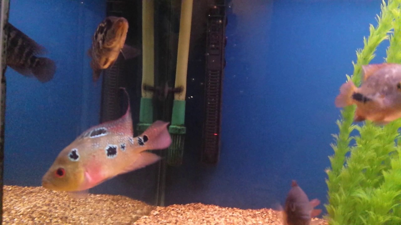 Trimac Cichlid Youtube