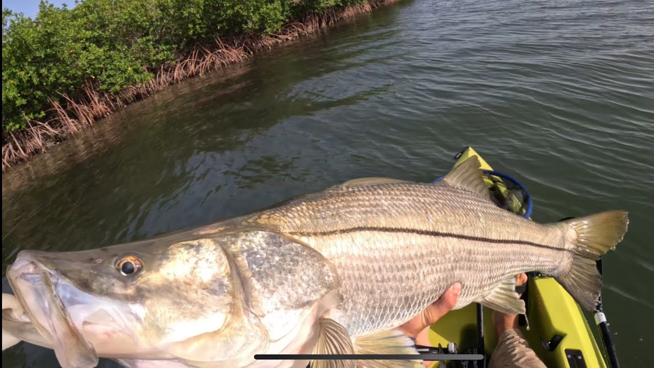 Jig Fishing for Snook in Stuart, Florida (40” snook ) - YouTube