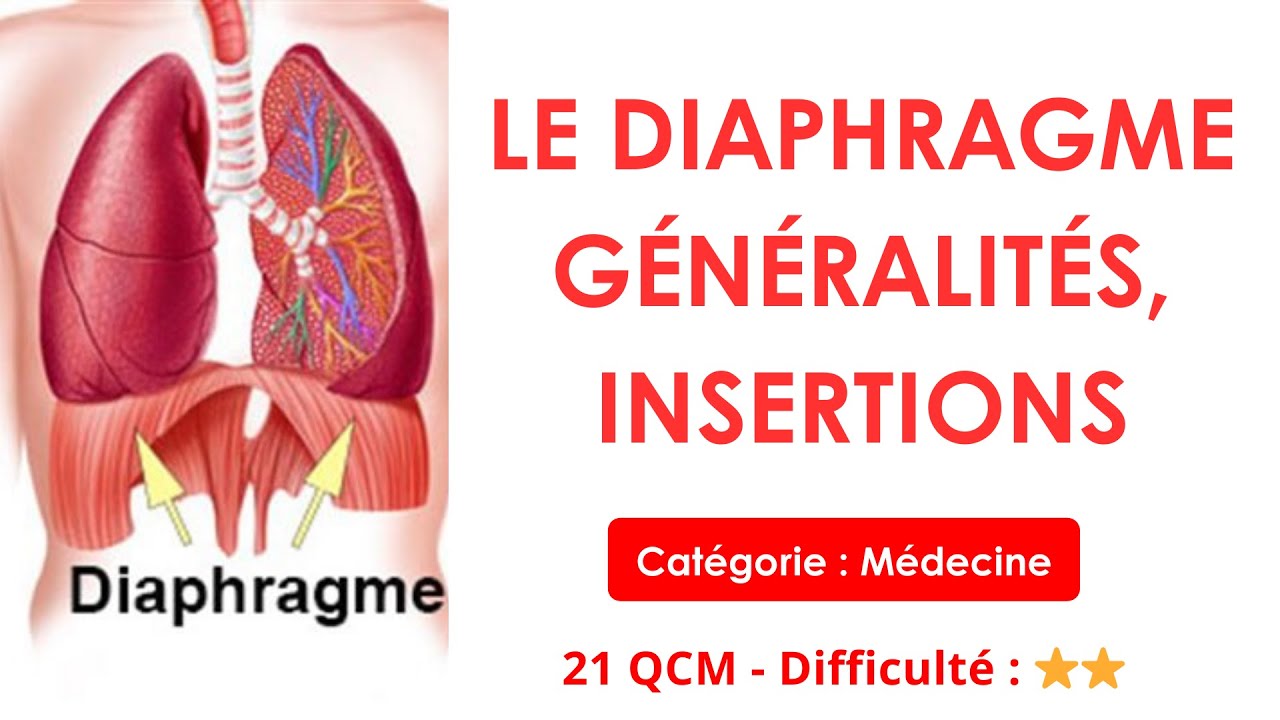 LE DIAPHRAGME (GÉNÉRALITÉS, INSERTIONS) - Catégorie : Médecine ...