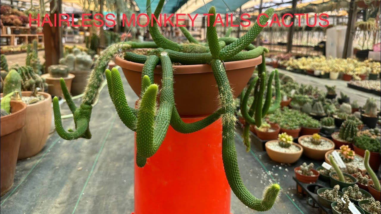 MONKEY TAILS CACTUS HAIRLESS COLLECTION | HAIRY | FARM PRICES - YouTube