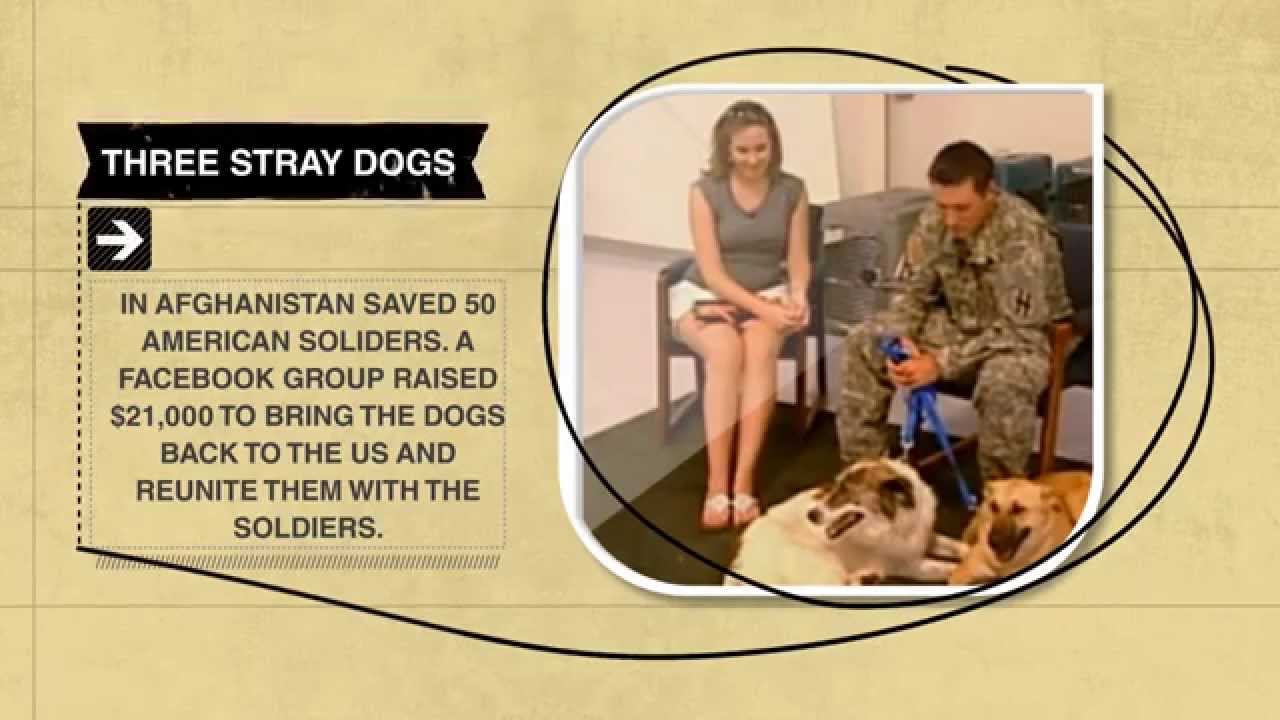 Dog Facts: 3 Stray Dogs Saved 50 Soldiers | Dog Saves Soldiers Life ...