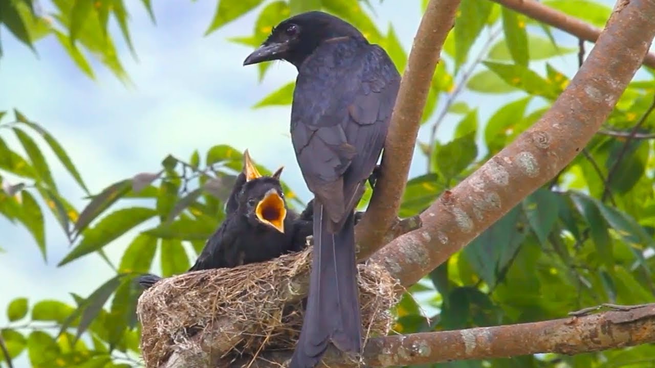 Forest birds and fledgling birds in nest - YouTube