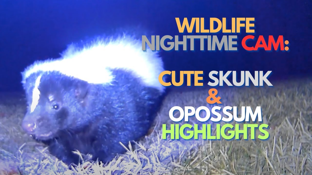 Wildlife Nighttime Cam: Cute Skunk and Opossum Highlights - YouTube