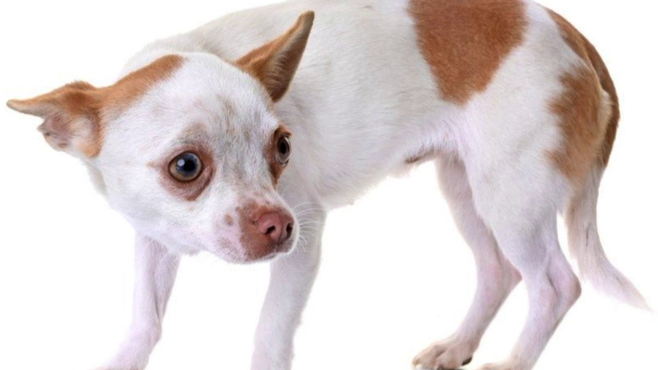 How to Approach a Scared Dog - YouTube