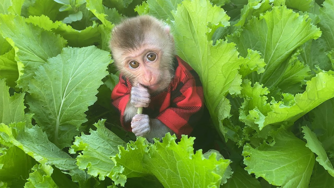 Monkey Zim relaxes in her mother's vegetable garden | Monkey Zim - YouTube