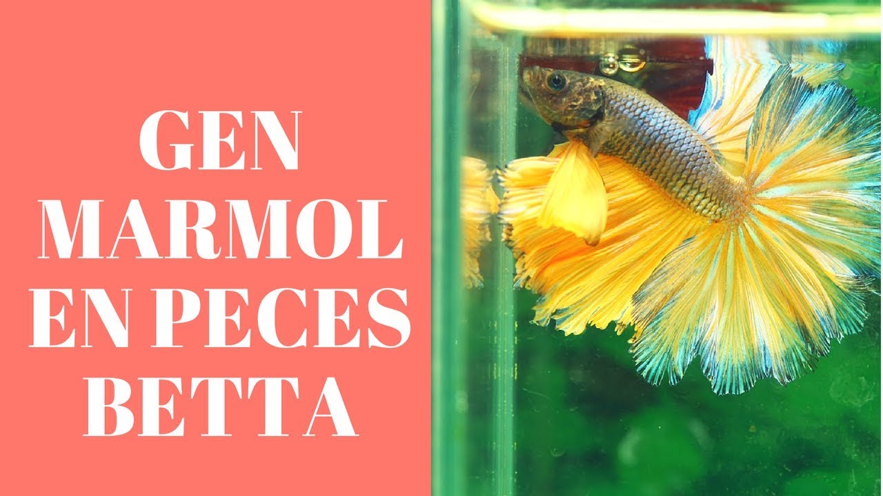 GEN MARMOL EN PECES BETTA - YouTube