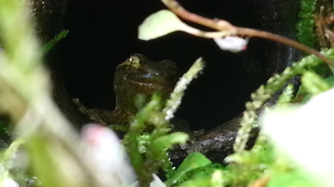 My Lepidodactylus lugubris feeding - YouTube