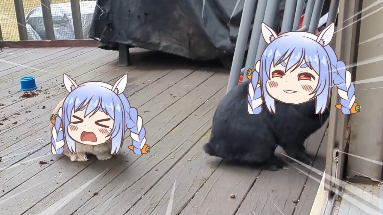 Pekora rabbit with her family | Animal hololive - YouTube