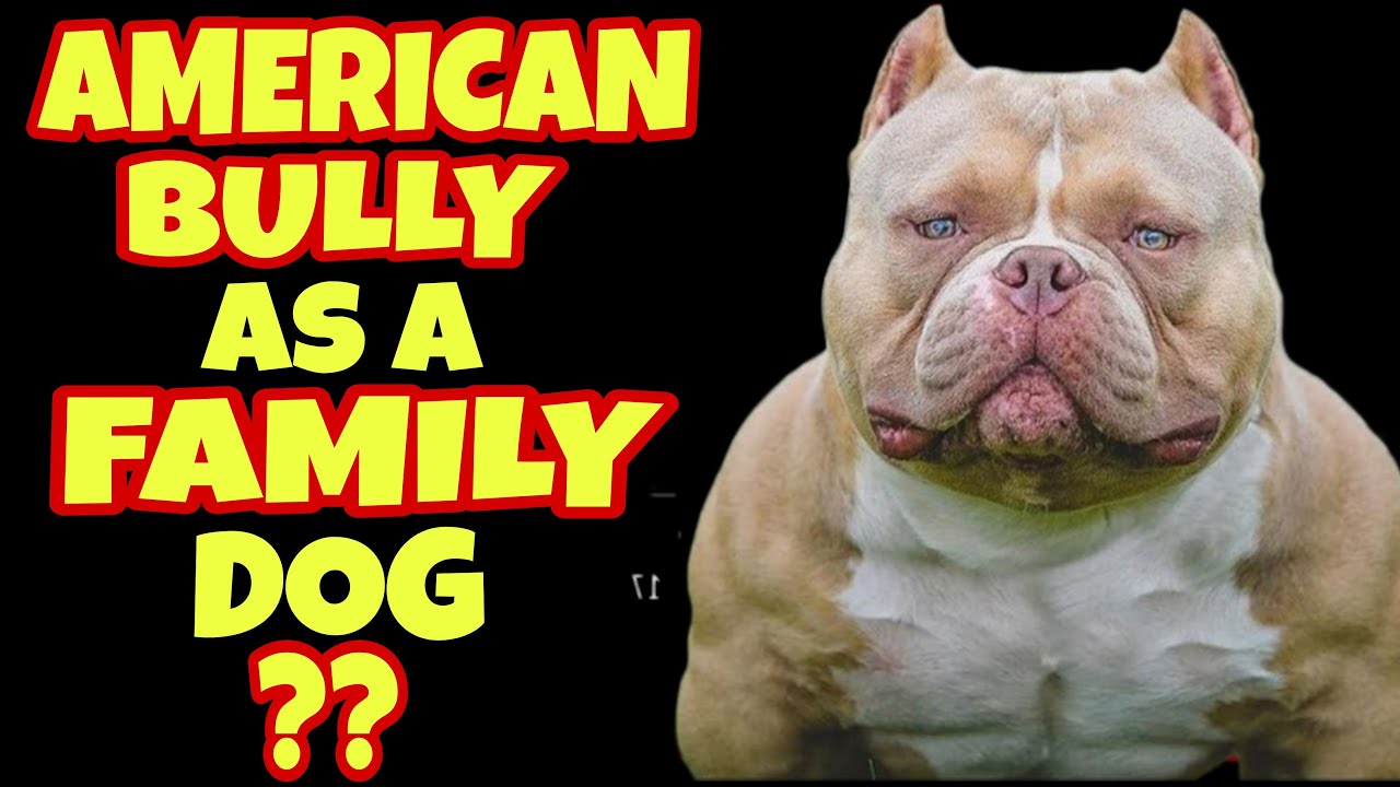 Are American Bullies Good Family Dogs