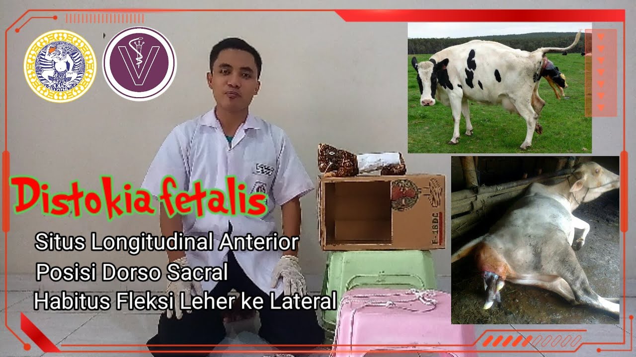 Distokia Fetalis | Situs Longitudinal Anterior Posisi Dorso Sacral ...