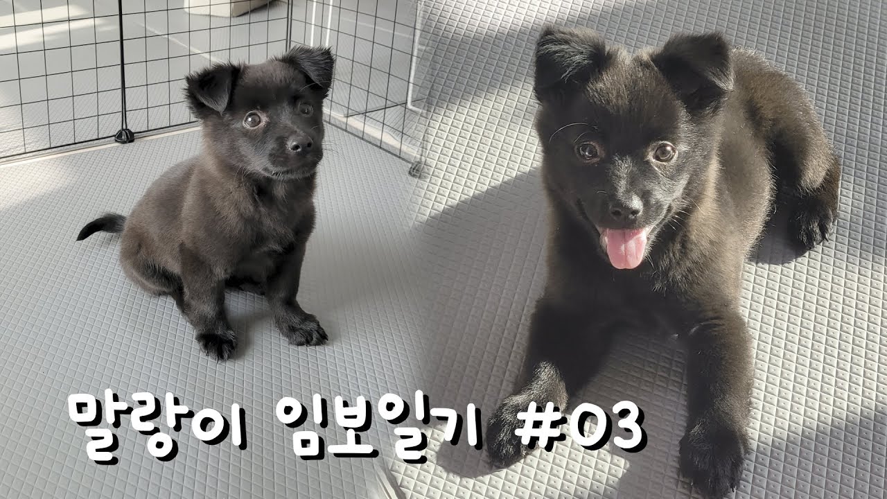 말랑이 임보일기 03 ㅣ3개월강아지 일상 꼬리콥터 발톱자르기 ㅣ 강릉보호소출신 1인가구 임시보호ㅣ 유기견임시보호 유기견 유기견임보 강아지 Vlog Youtube