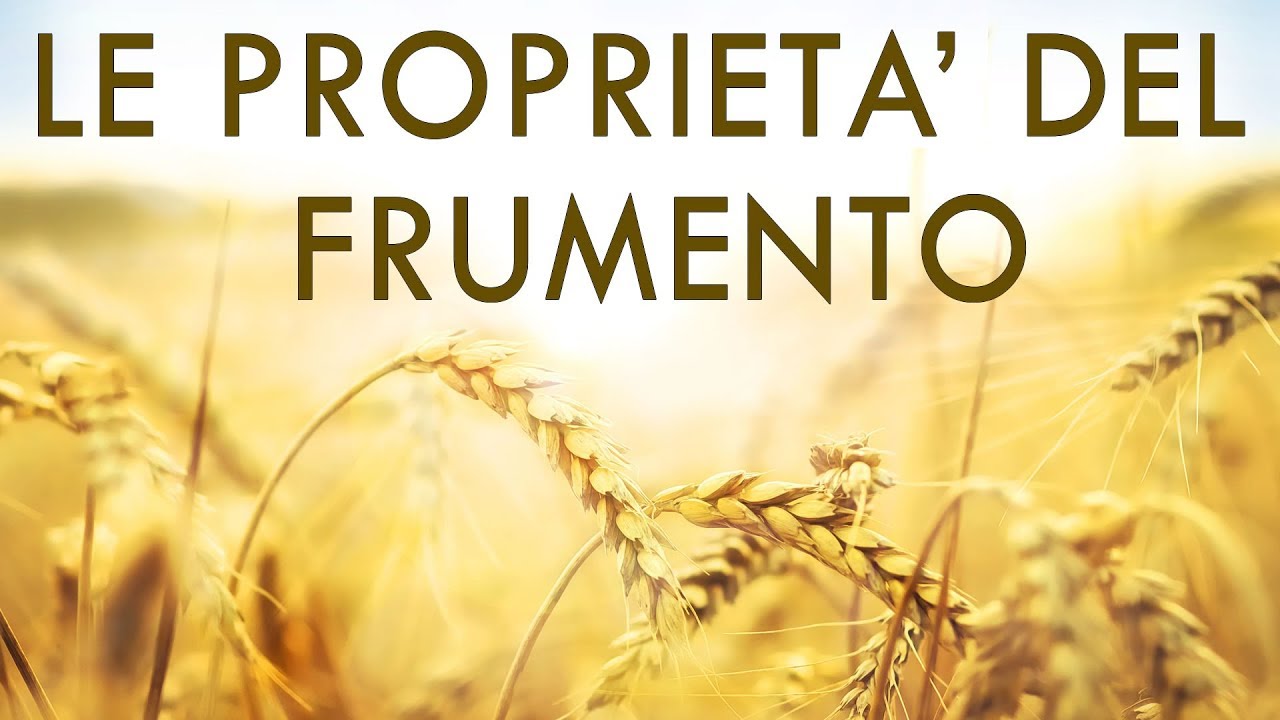 Proprietà del Frumento - Tutto quello che c'è da sapere sul Grano - YouTube