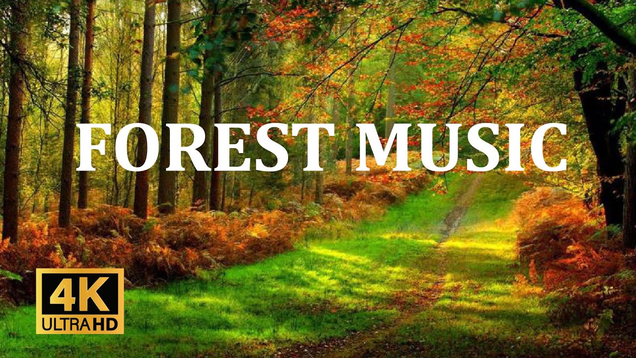 Forest Music For Positive Energy | Birds Chirping | Music For Sleep ...