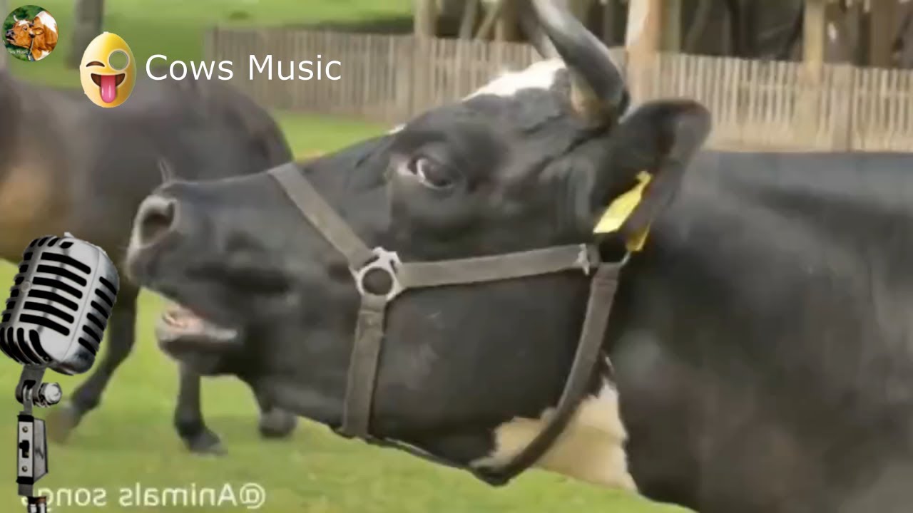 FUNNY COW DANCE 20 | COW SONG & COW VIDEOS | COW MOOING SOUNDS | COWS ...