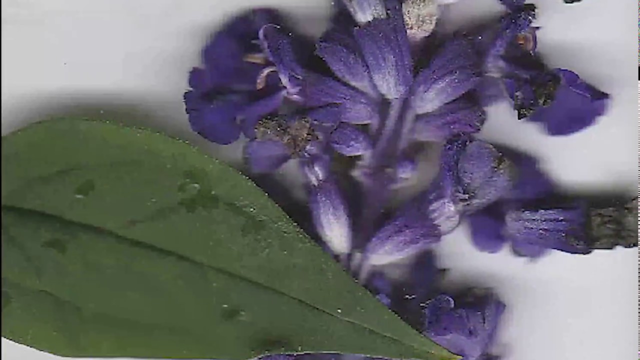 flower scan reel #5 - YouTube