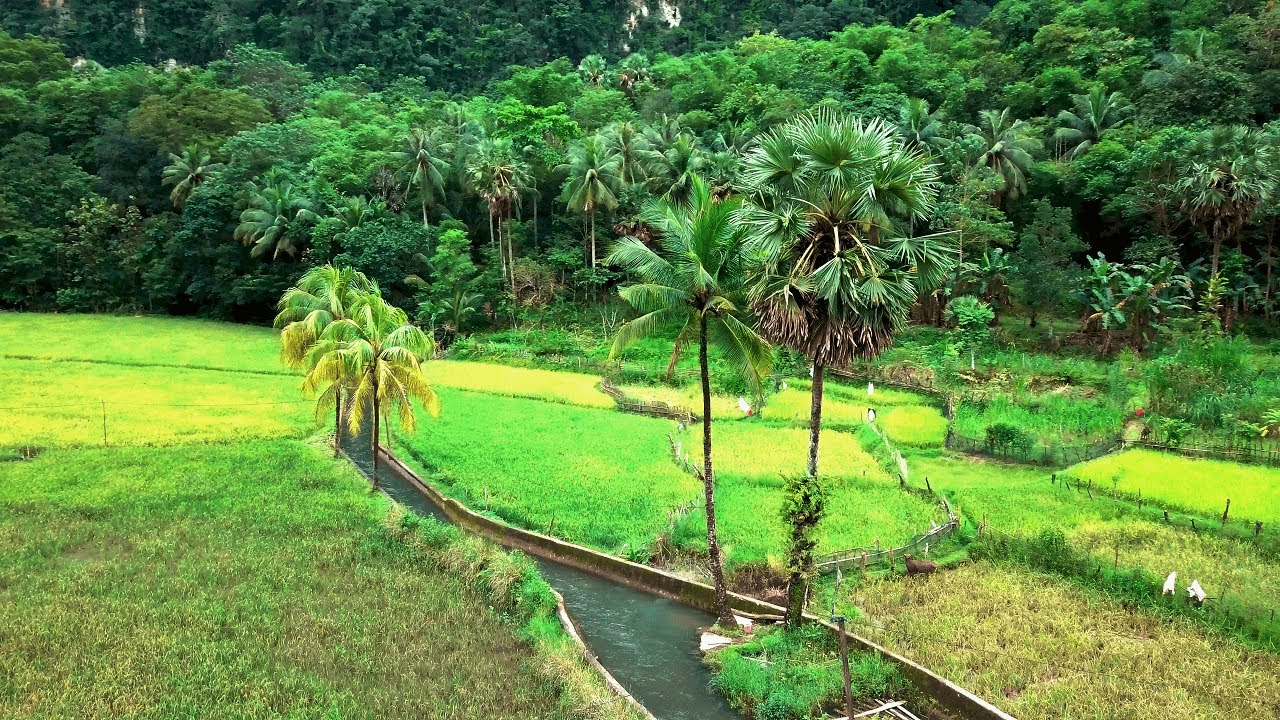 FREE VIDEO BACKGROUND PEMANDANGAN SAWAH DI DESA (VIEW BY DRONE 4K ...