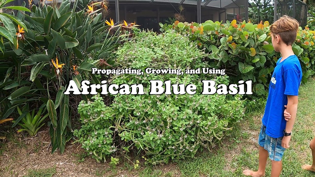 African Blue Basil | Propagating, Growing, Uses - YouTube