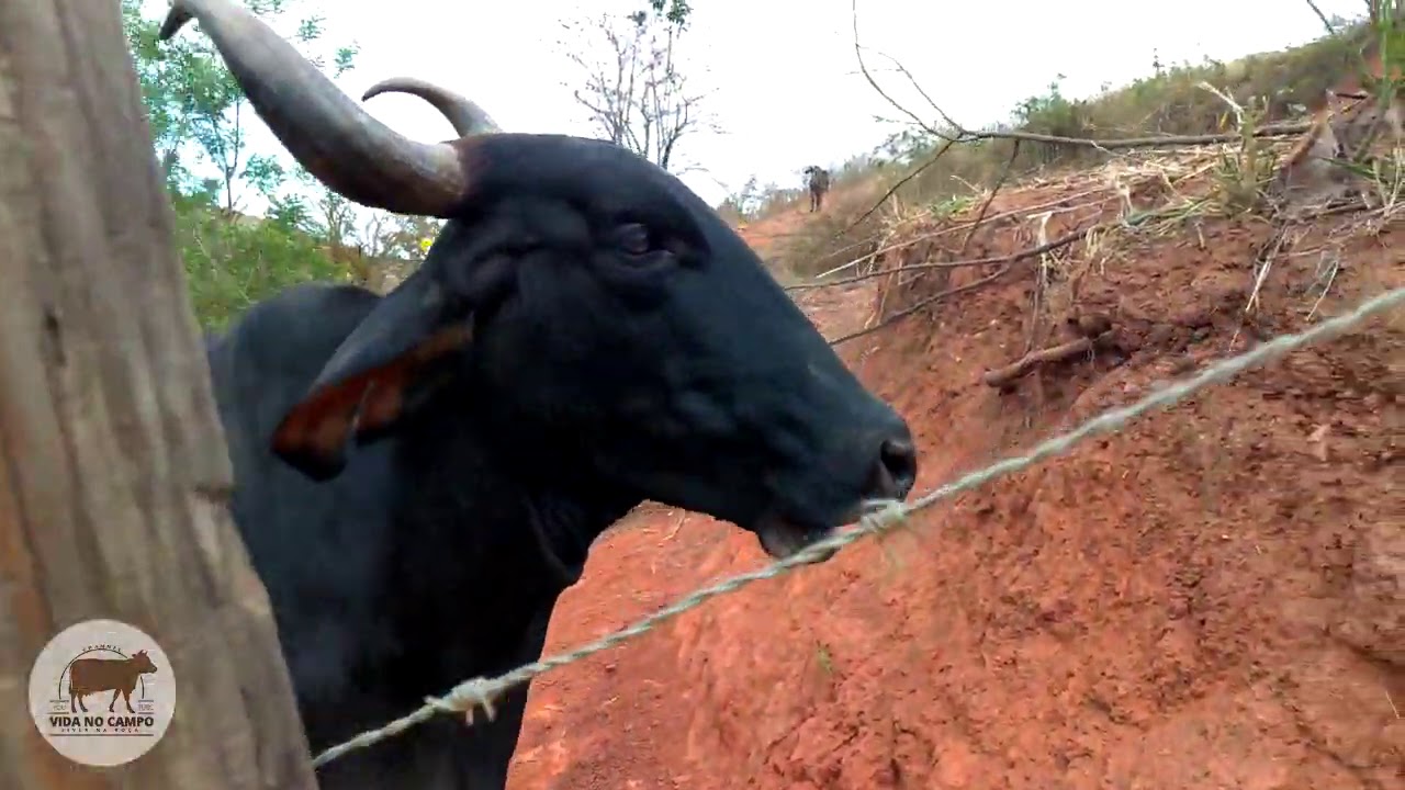 Terminando as Vacas do Gilmar para começar nas do Aurélio. Vou lá ...