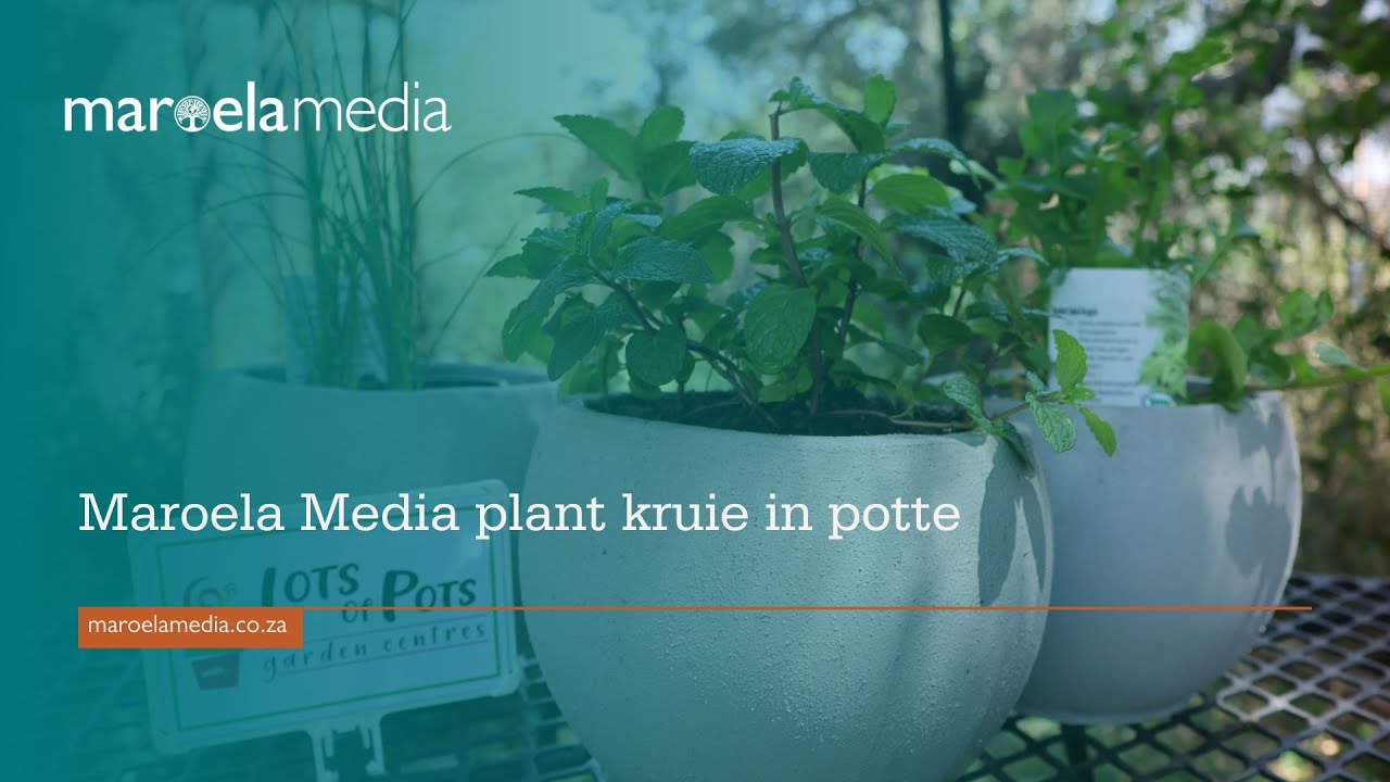 Maroela Media plant kruie in potte - YouTube
