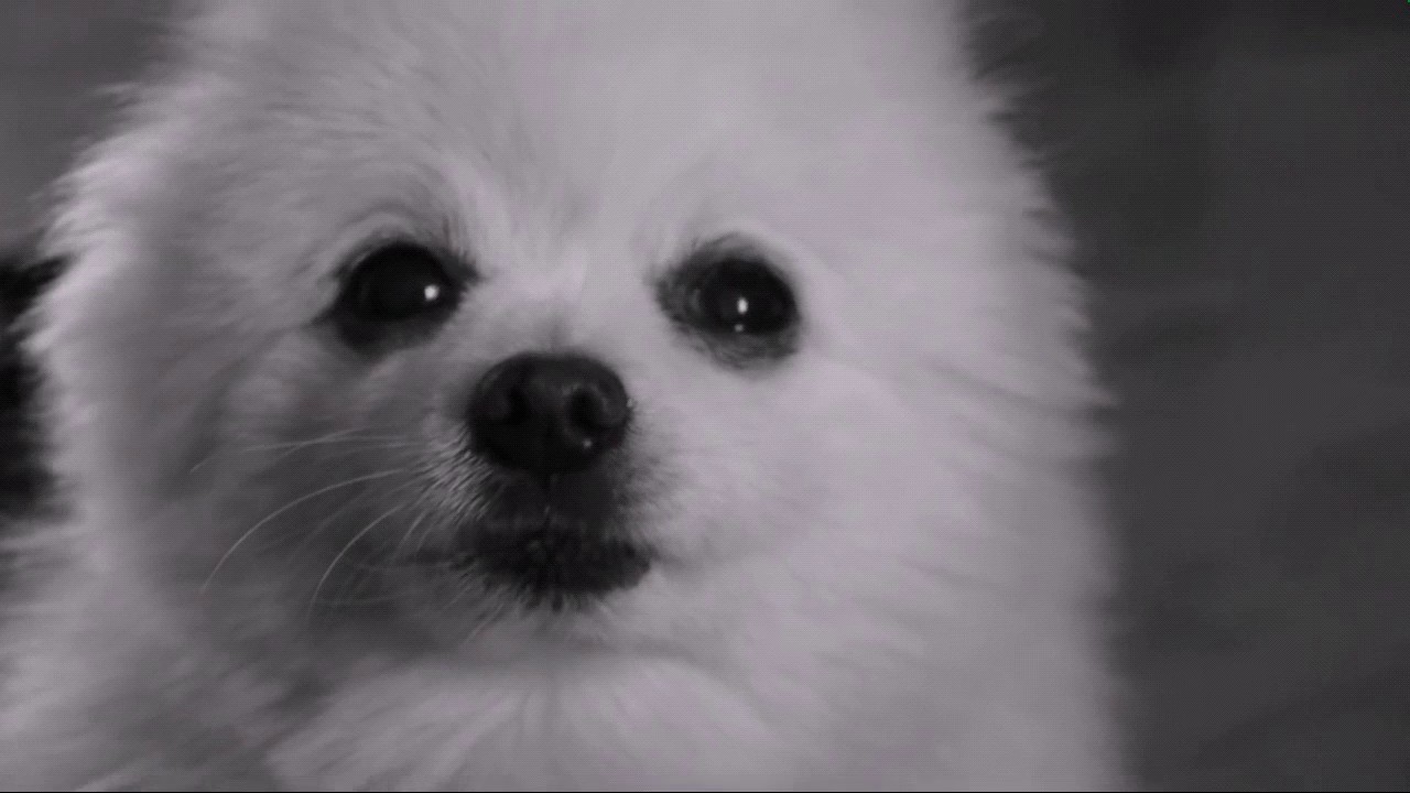 In memory of gabe the dog... - YouTube