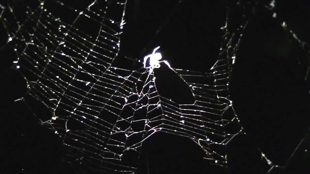 Spider Taking Down Web - YouTube