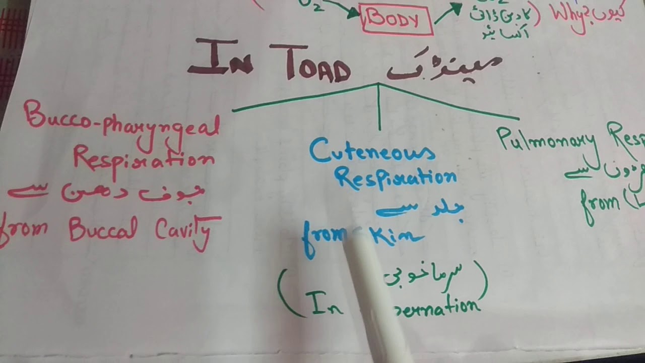 Respiratory system of Toad for Class 7 - YouTube