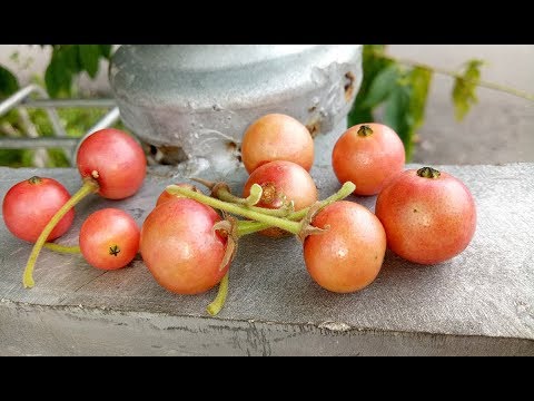 Pohon Kersen punya buah bernama buah kersen yang bermanfaat - YouTube