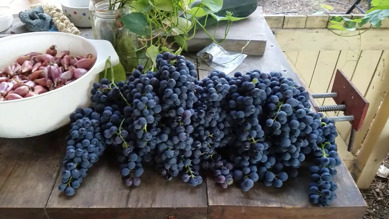 Blueberry Grape Harvest - YouTube