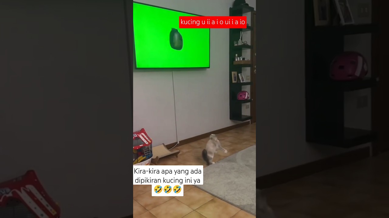 kucing u ii a i o ui i a io #kucinguiiaiouiiaio #fypシ゚ #cat #funny # ...