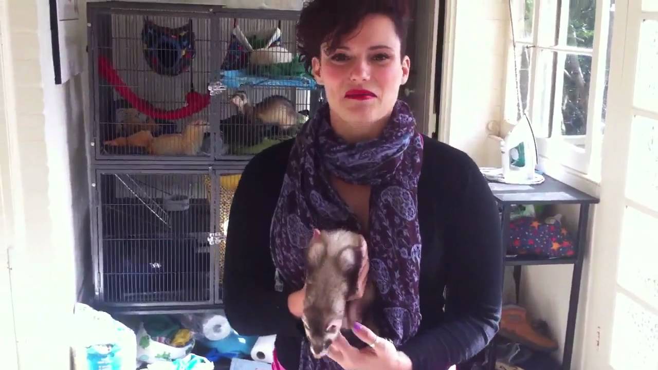 How to walk around ferrets - YouTube
