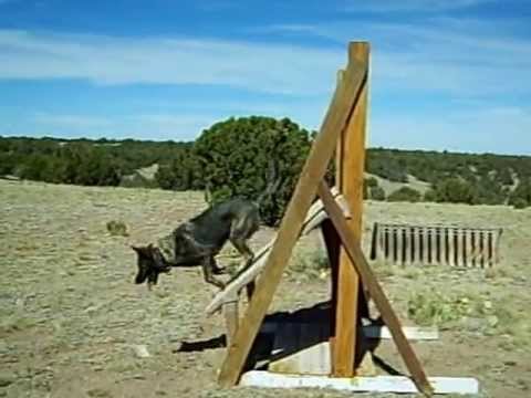 DDR German Shepherd Nikita Obstacle Course - YouTube