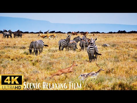 "Wildlife Harmony: Zebras, Elephants, and Antelopes from Above"" 4K ...