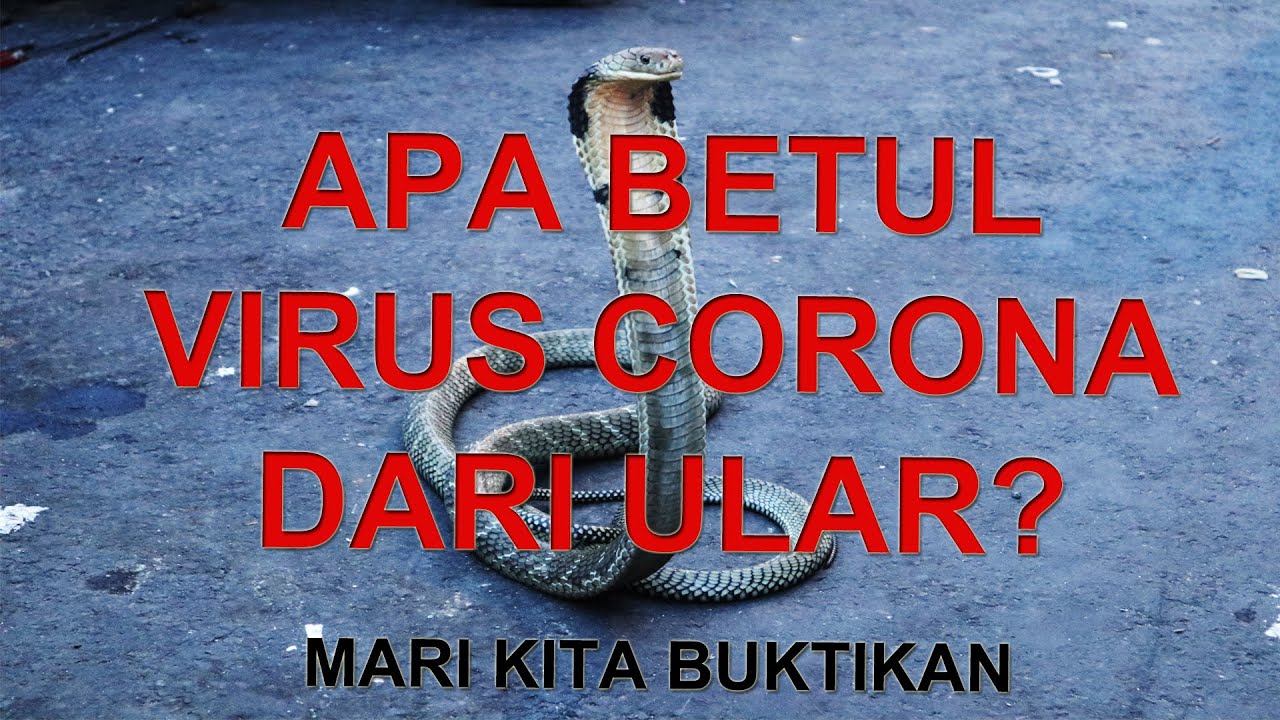 Virus Corona Dari ULAR ? - YouTube