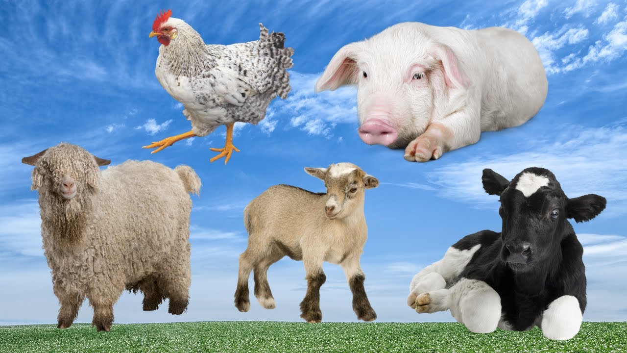 Adorable Farm Animal Sounds: Horse, Cow, Goat, Pig, and Chicken Edition ...