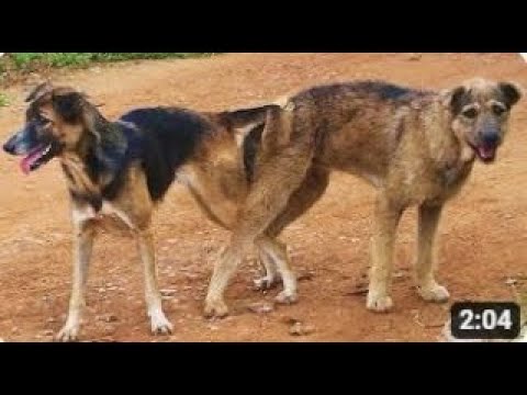 Dog mate video , HELP ME RURAL DOG SHOW POWER UP - YouTube