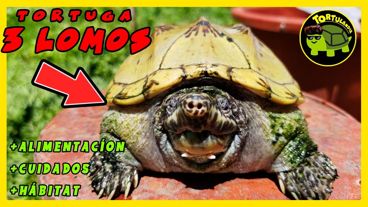 TORTUGA 3 LOMOS, ALIMENTACIÓN, CUIDADOS + HÁBITAT, Staurotypus ...