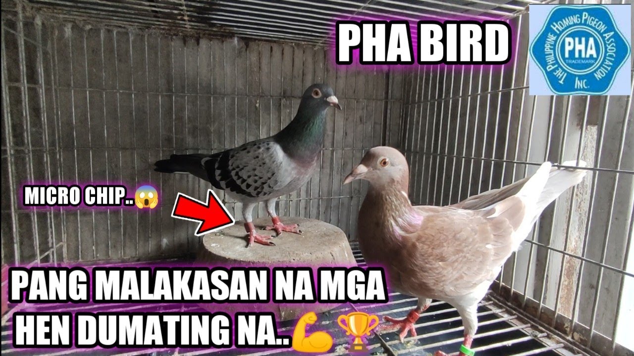 PANG MALAKASAN NA MGA HEN DUMATING NA..💪🏆 | PHA BIRD NAKA MICRO CHIP PA ...