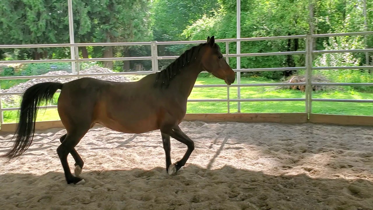 Millie (Week 4 of training) - YouTube