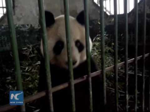 Giant panda abused in NW China zoo? - YouTube