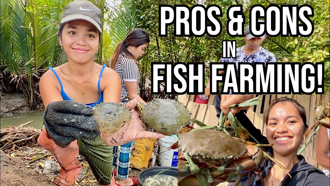 Reasons for FAILURE Fish Farming in Philippines. - YouTube