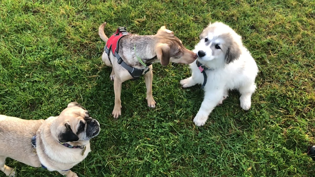 THE PUPPY PLAY DATE! #vlogmas #day2 - YouTube