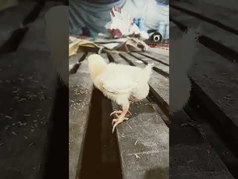 chick 🐔 behavior 75 #adorablechicks #chickenfarming #birds - YouTube